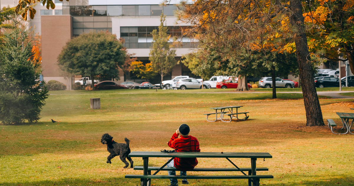 Liability Insurance in the Netherlands: Your Essential Guide